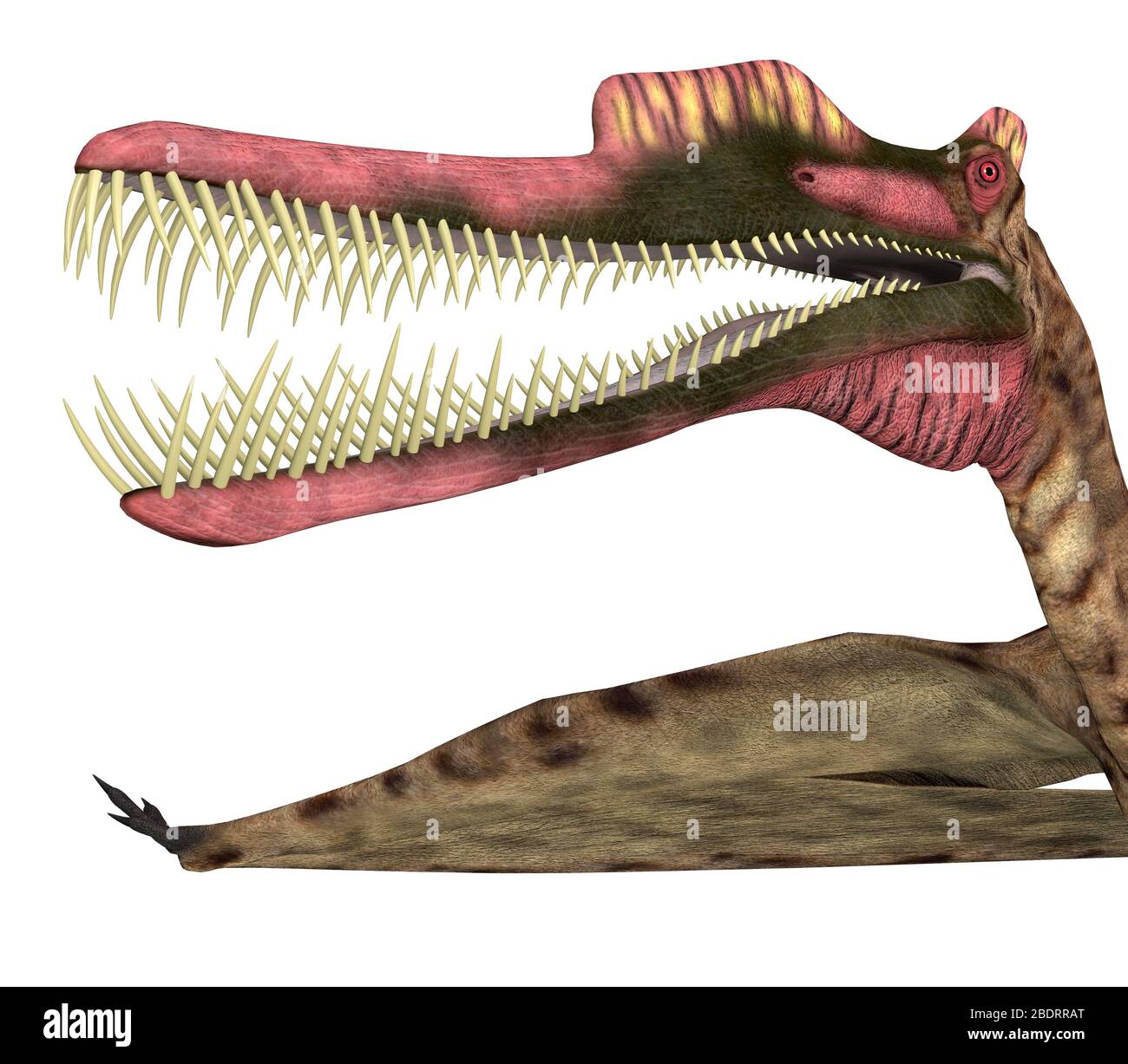 Zhenyuanopterus was a carnivorous Pterosaur reptile that lived in China ...