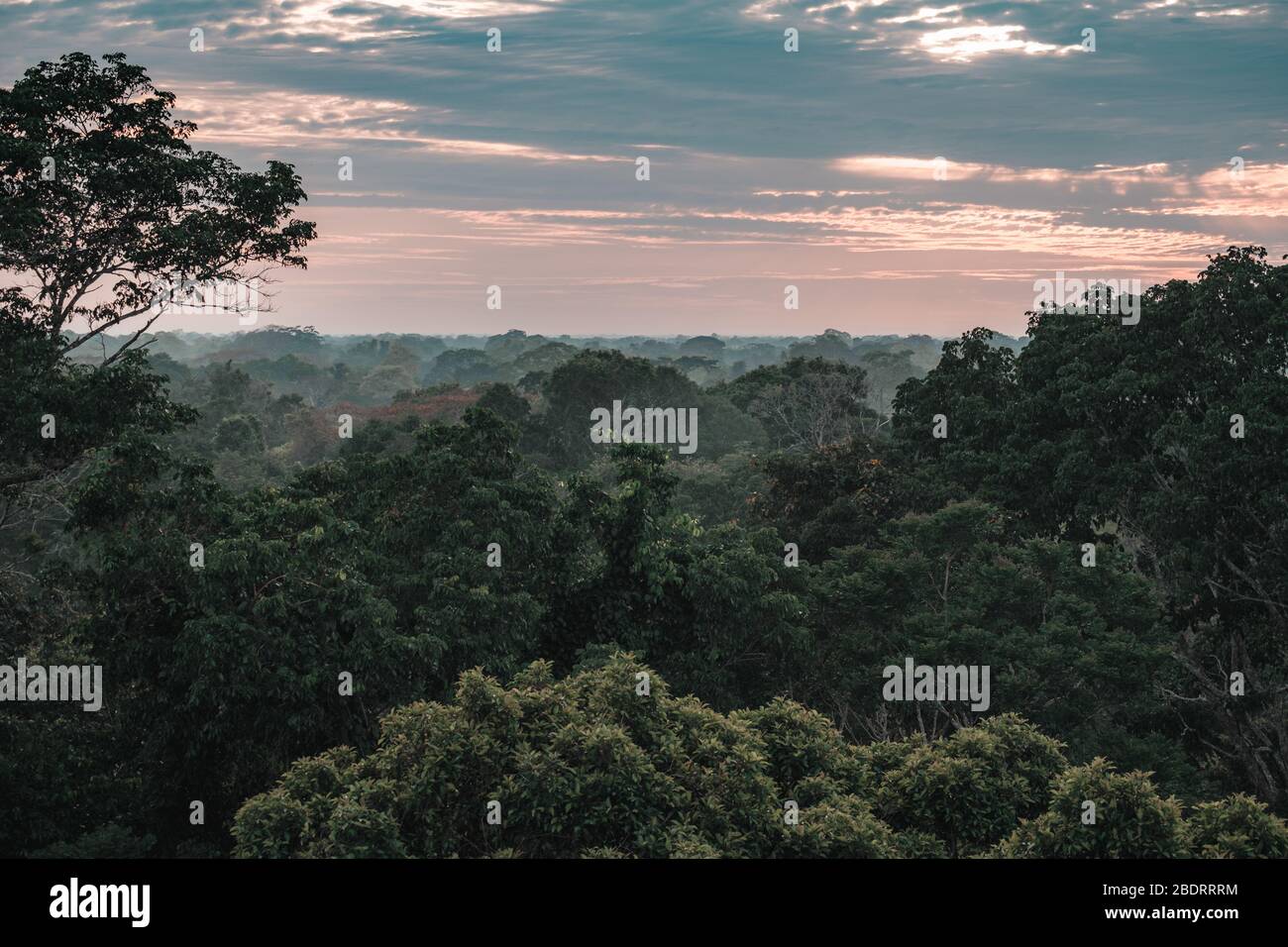 Amazon rainforest canopy sky hi-res stock photography and images - Alamy