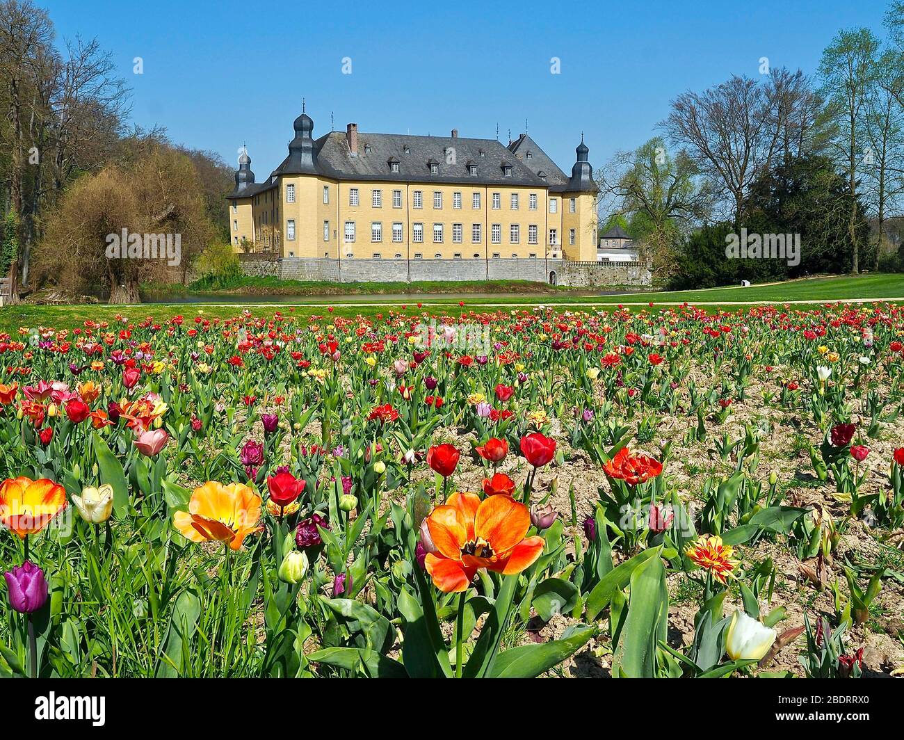 Prague castle garden tulips hi-res stock photography and images - Alamy