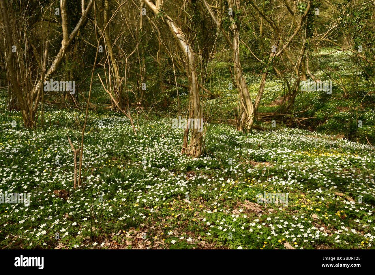 Wood Anemone 'Anemone nemorosa' and Lesser Celandine 'Ranunculus ...