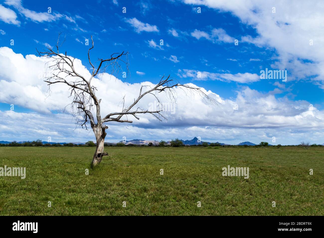Barren tree in open field, central Arizona. Green grass spreading to ...