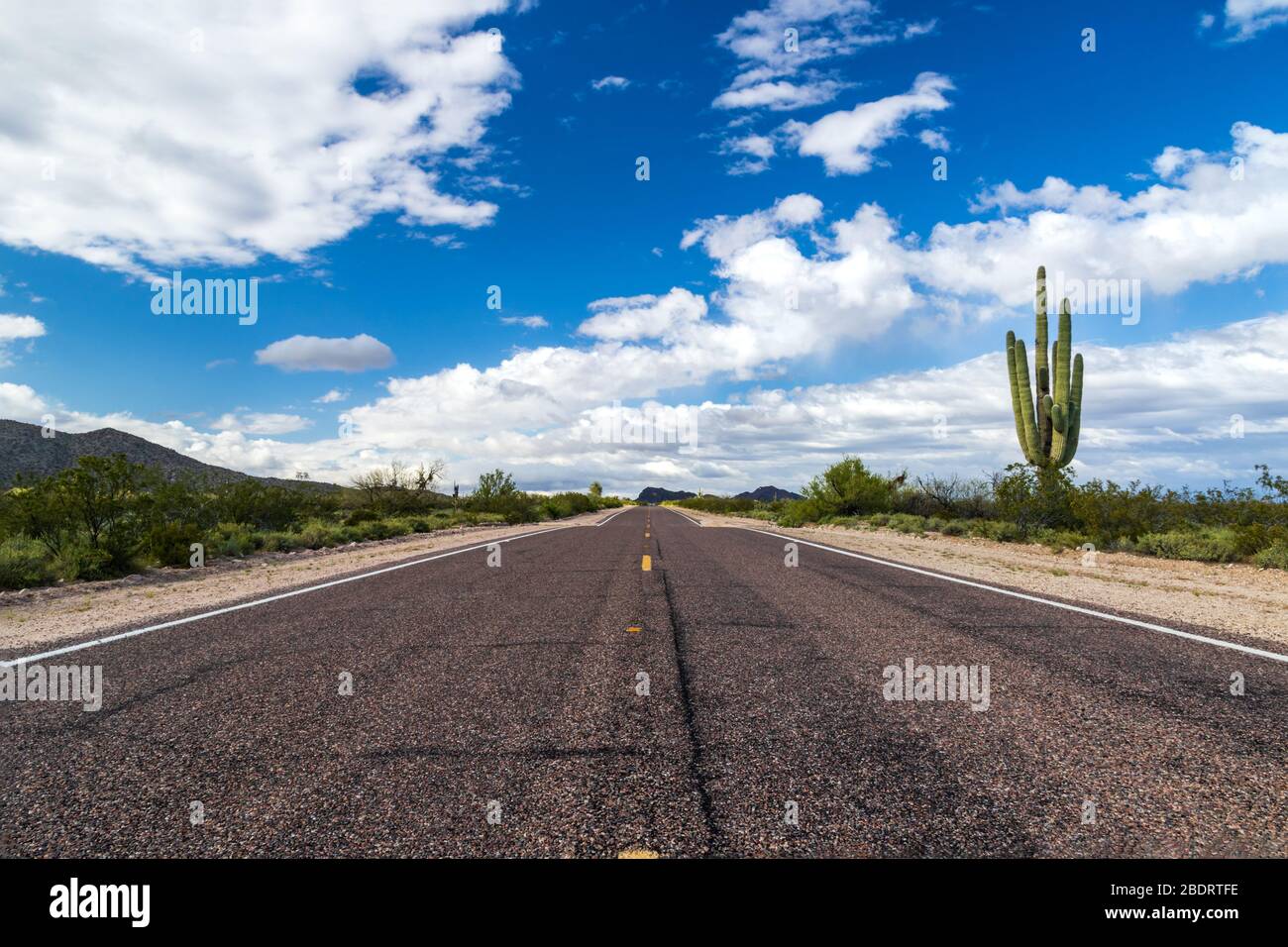Desert Highway in Arizona, leading into the horizon. Saguaro cactus on ...