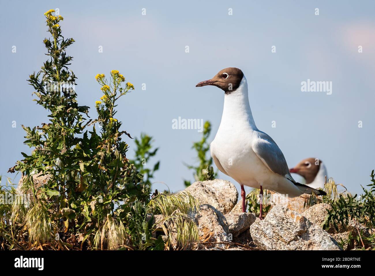 Interested black-headed gull sitting on a rock in breeding colony Stock ...