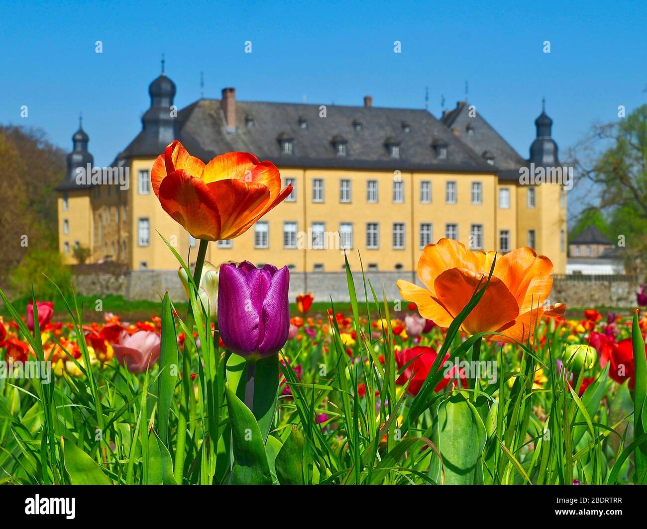 Prague castle garden tulips hi-res stock photography and images - Alamy