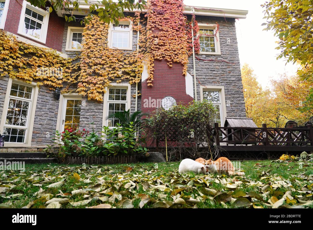 Ginkgo bed hi-res stock photography and images - Alamy