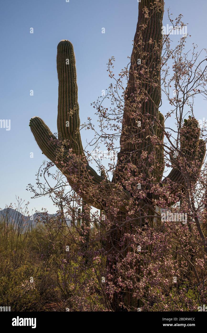 Saguaro cacti seeds hi-res stock photography and images - Alamy
