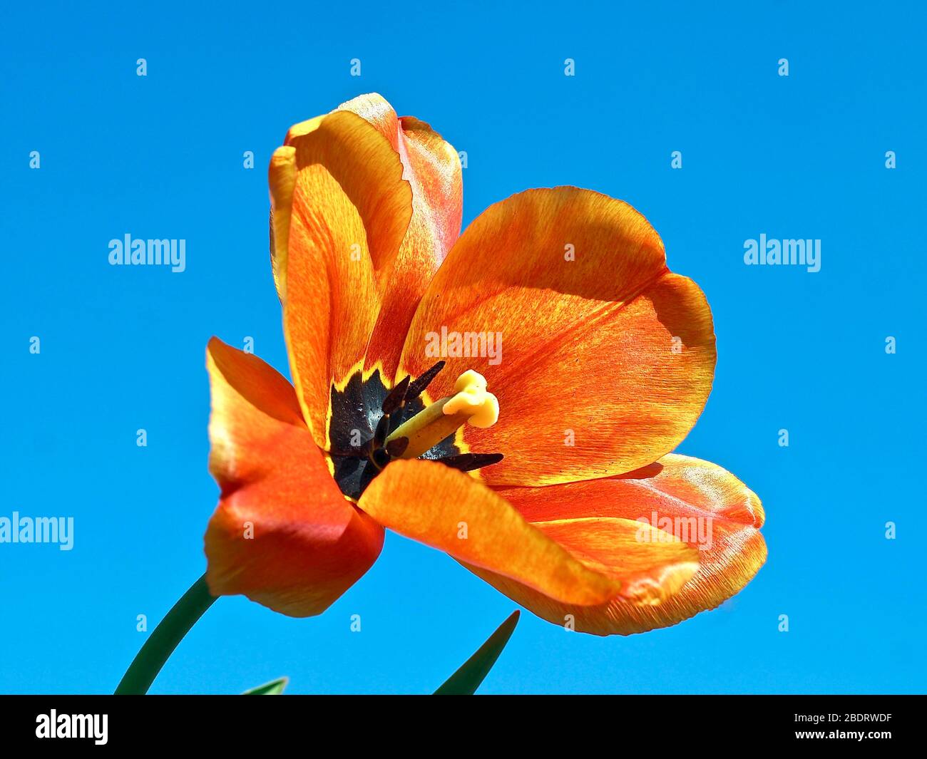Macro of a single red open tulip in front of blue sky Stock Photo - Alamy