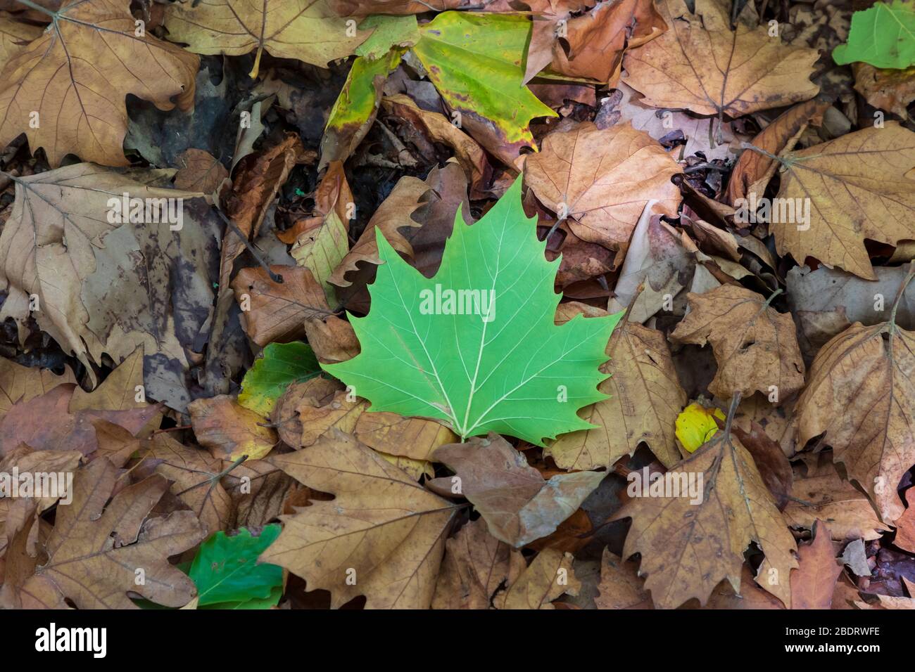 Autumn leaves on the ground after falling from the tree Stock Photo - Alamy