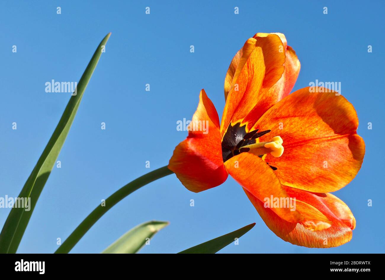 Red open tulip hi-res stock photography and images - Alamy