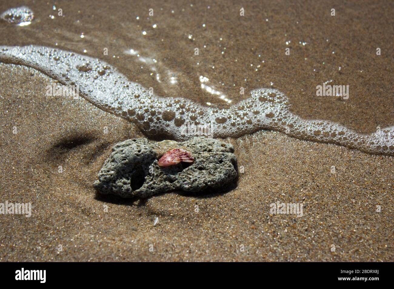 Shell washing hi-res stock photography and images - Alamy