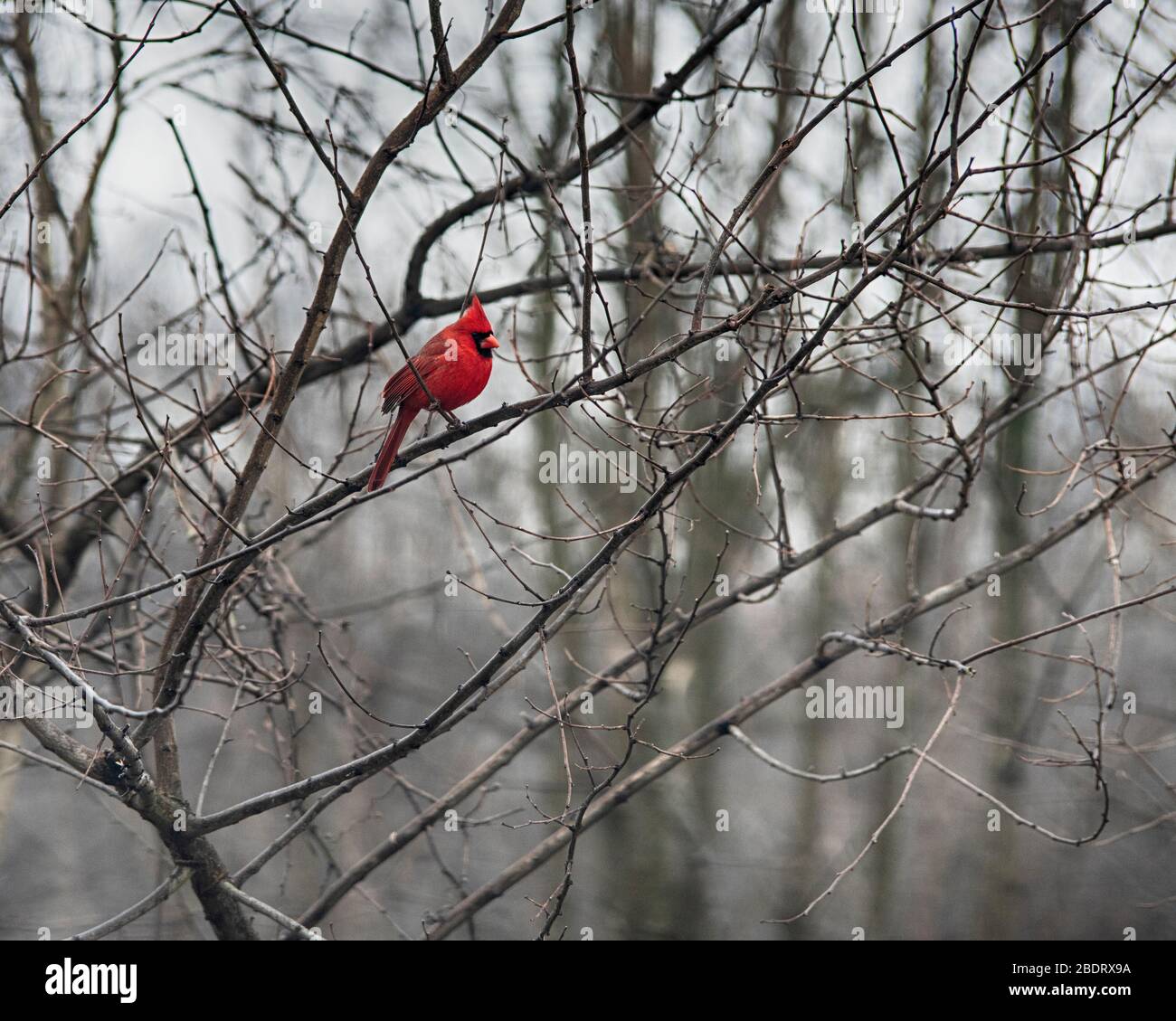 Male Northern Cardinal perched on a branch. He is alone. No leaves ...