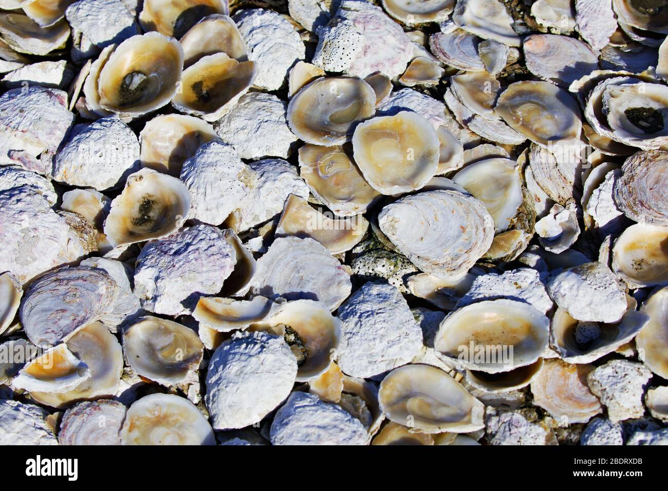 Full of shells hi-res stock photography and images - Alamy