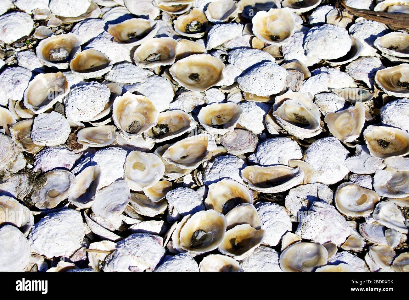 Beach full of shells Stock Photo - Alamy