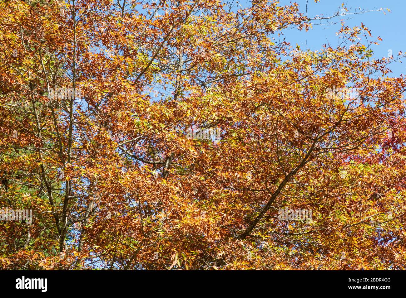 Autumn trees leaves changing color with the season Stock Photo - Alamy