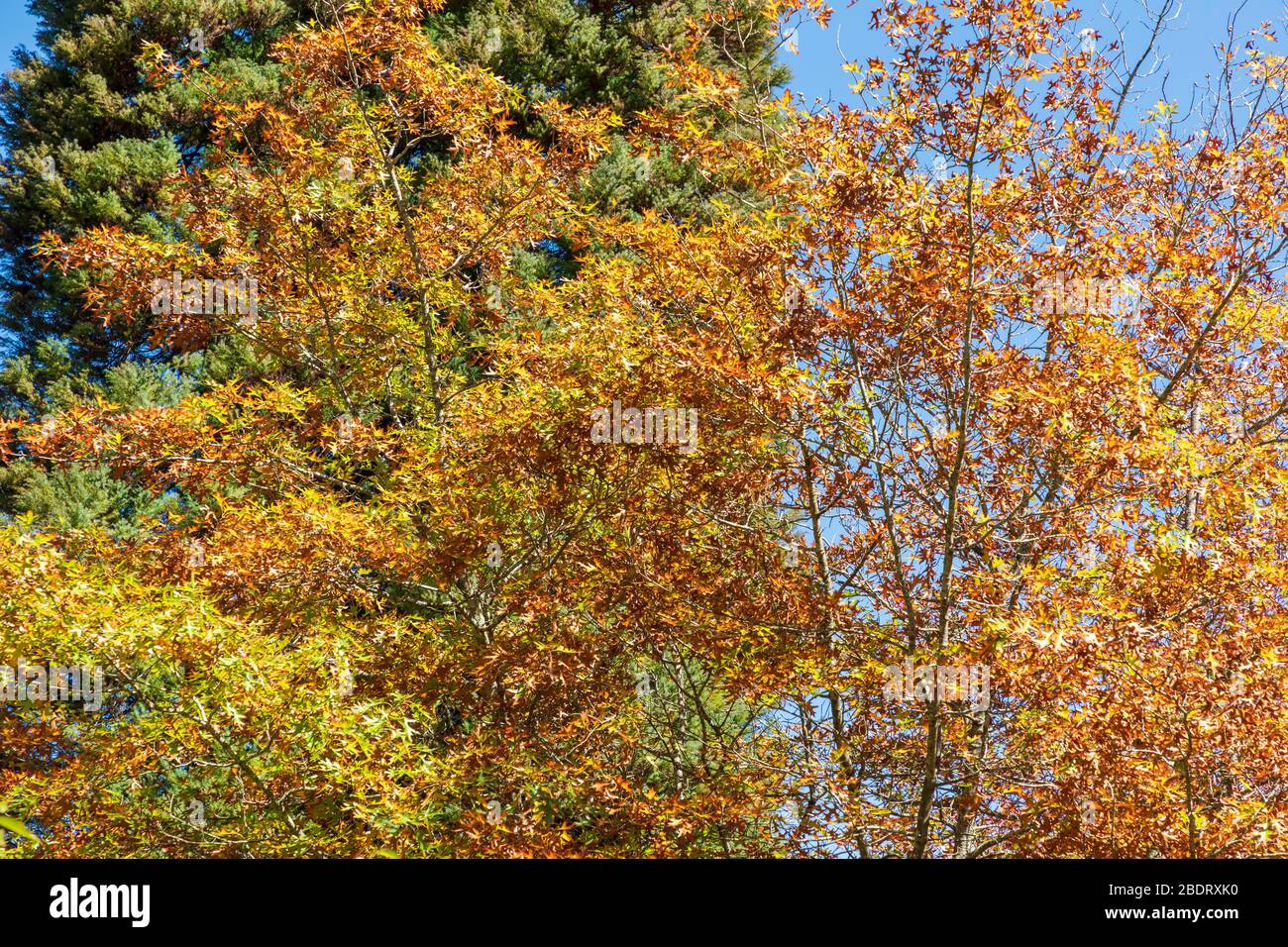 Autumn trees leaves changing color with the season Stock Photo - Alamy