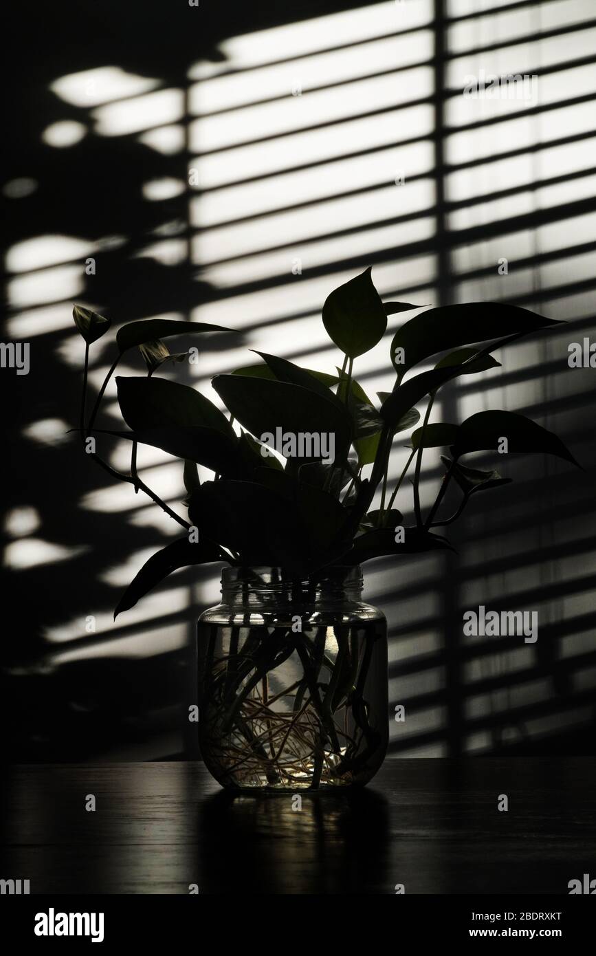 Photographing the window below the green plants Stock Photo - Alamy