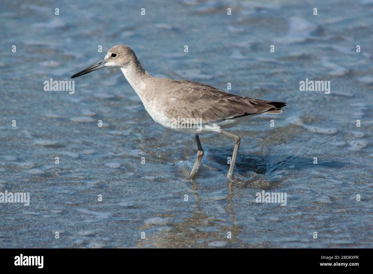 Wading in the surf hi-res stock photography and images - Alamy