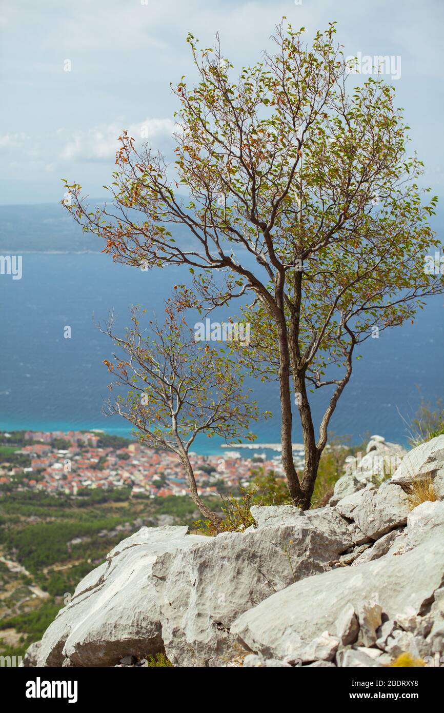 sea and city view from a mountain with a tree Stock Photo - Alamy