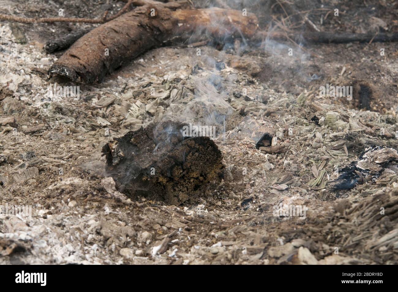Image of a small fire burning on a smoking piece of wood. White ash ...