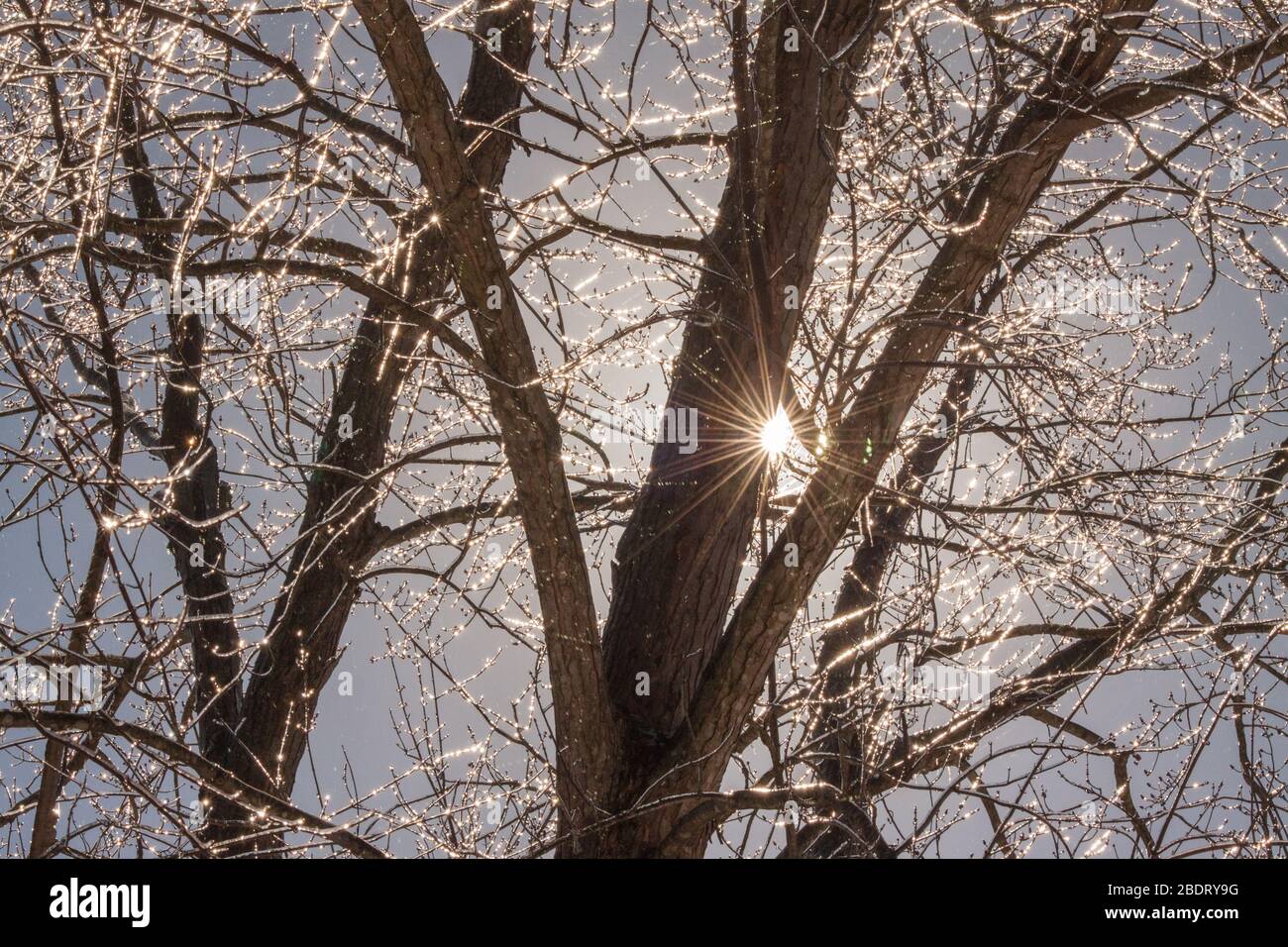 Trees, after an ice storm Stock Photo - Alamy