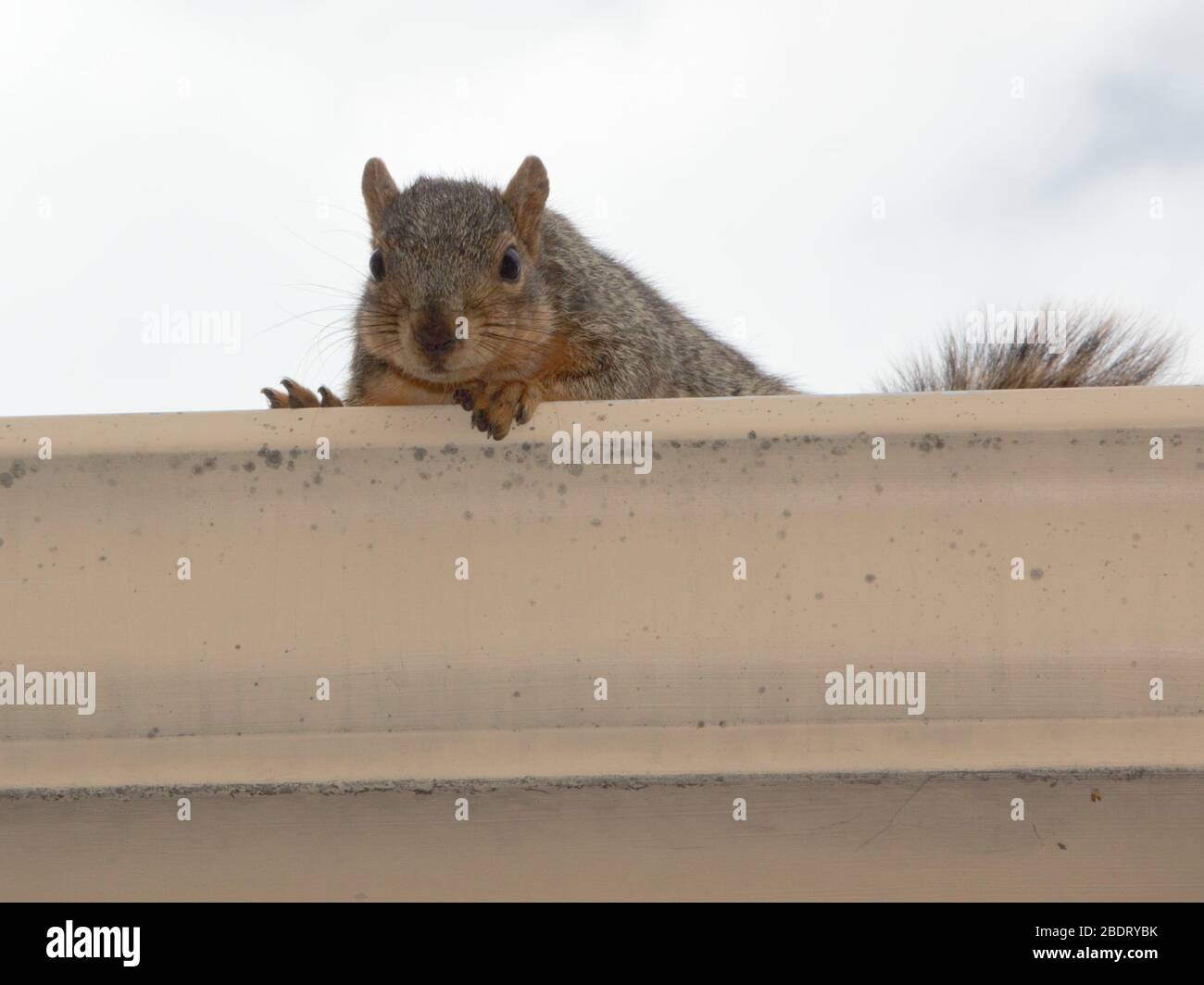 Animal saying hello hi-res stock photography and images - Alamy