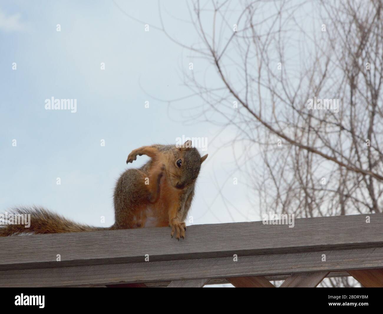 Cute Squirrel Scratching on my Fence Stock Photo - Alamy