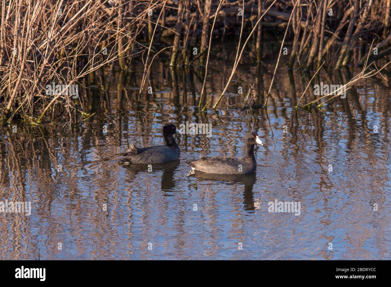Coots and rails hi-res stock photography and images - Alamy