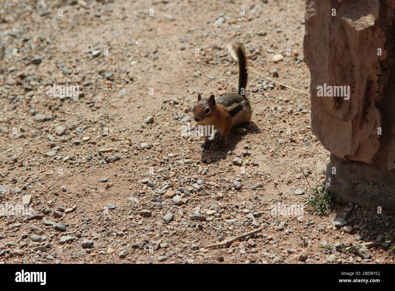 Running Chipmunk High Resolution Stock Photography and Images - Alamy