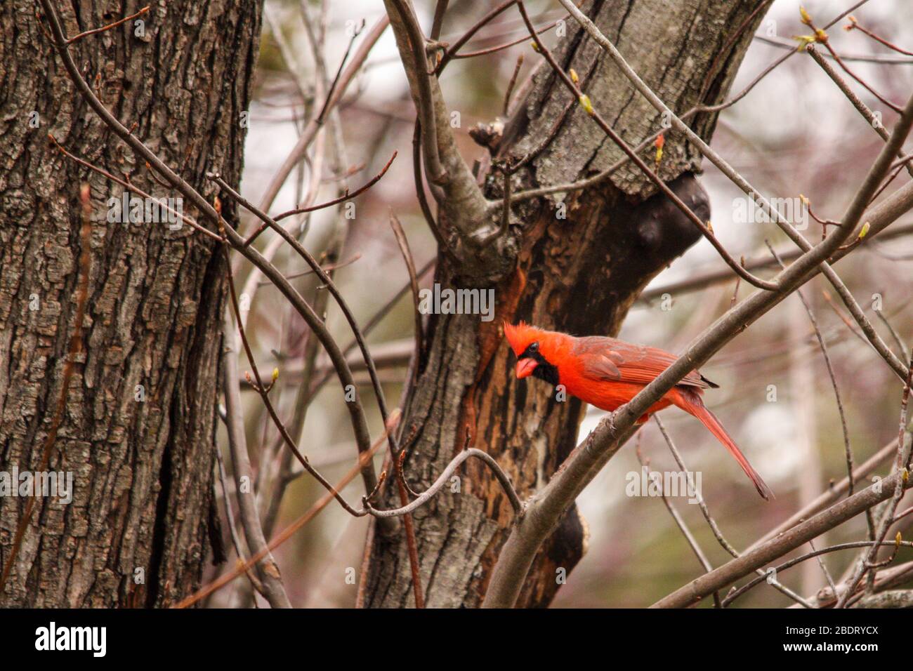 Cardinal on limb hi-res stock photography and images - Alamy