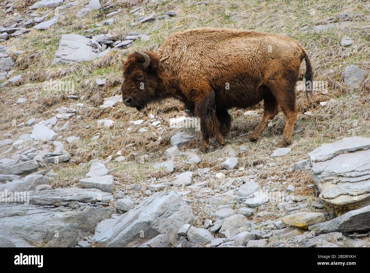 American bison in yellowstone hi-res stock photography and images - Alamy