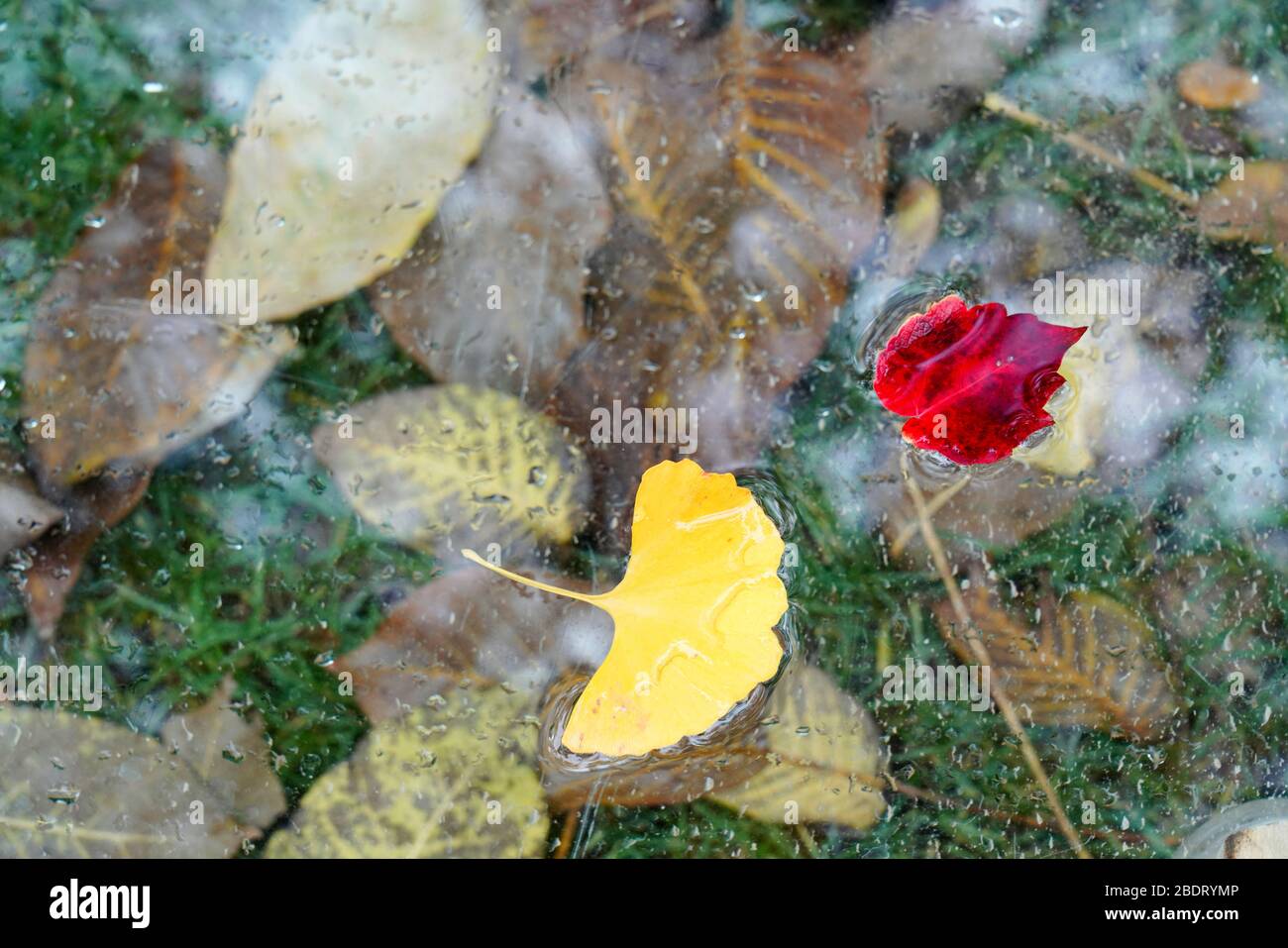 The falling leaves in autumn Stock Photo - Alamy