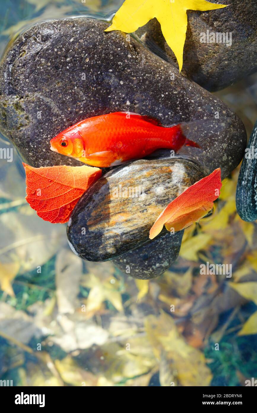 In the fall of goldfish in the pond Stock Photo - Alamy