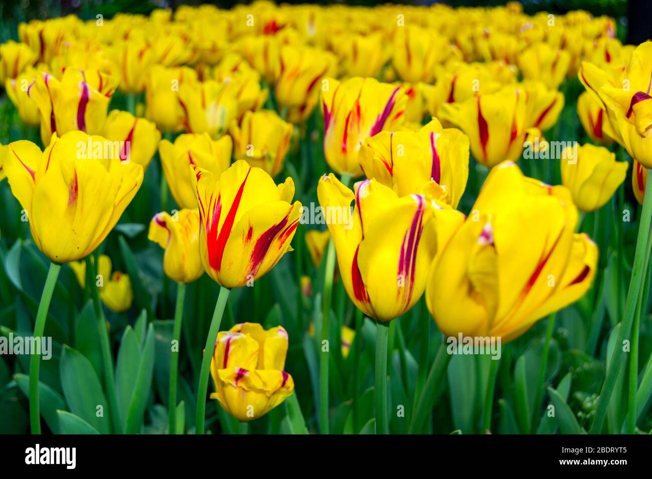 Spring background with beautiful yellow tulips Stock Photo - Alamy