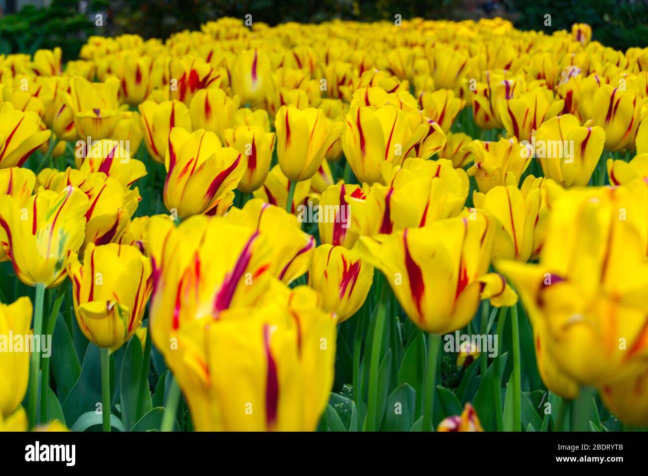 Spring background with beautiful yellow tulips Stock Photo - Alamy