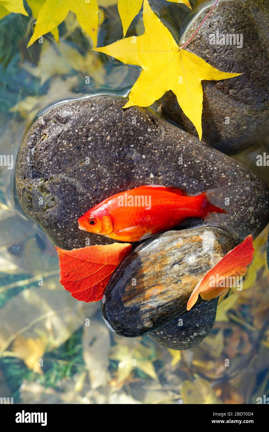 In the fall of goldfish in the pond Stock Photo - Alamy