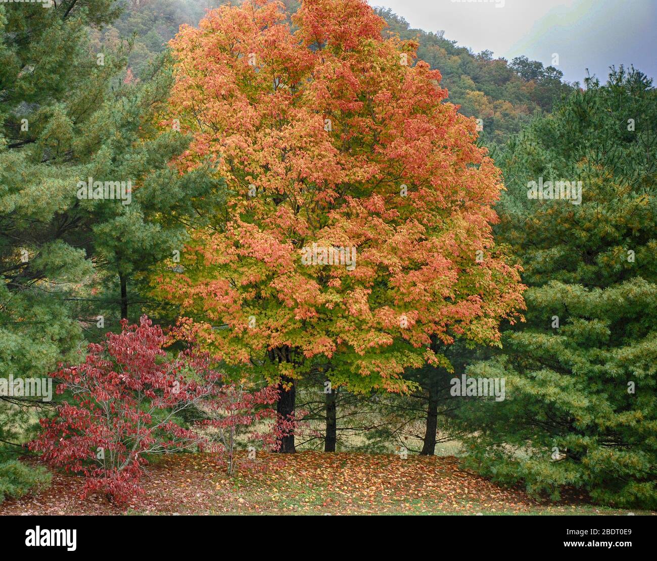 Fall colors, beautiful fall leaves on trees in the foothills of North ...