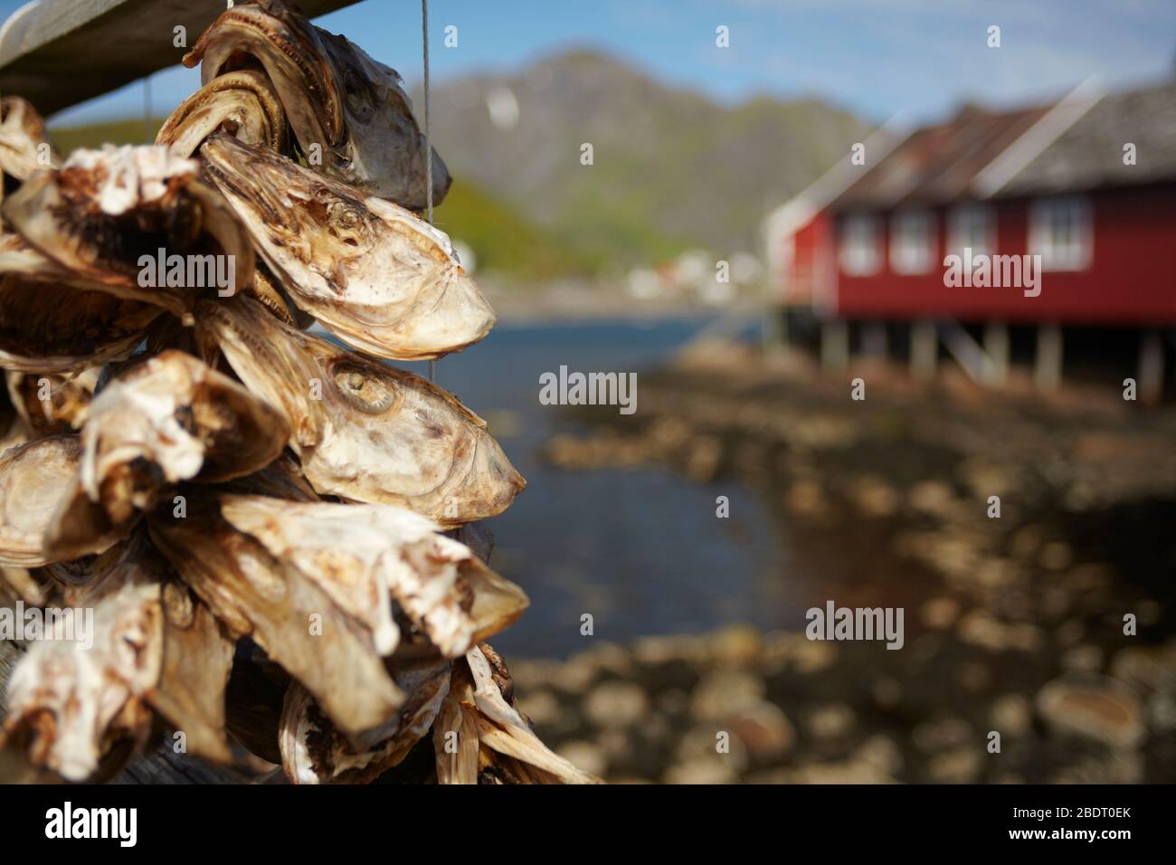 Cod heads drying on railings in the fishing port of Reine in the ...