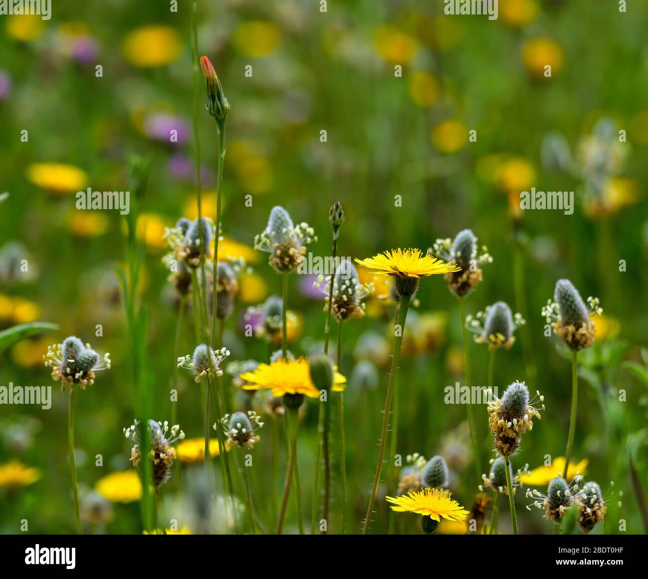 beautiful wild flowers in spring Stock Photo - Alamy