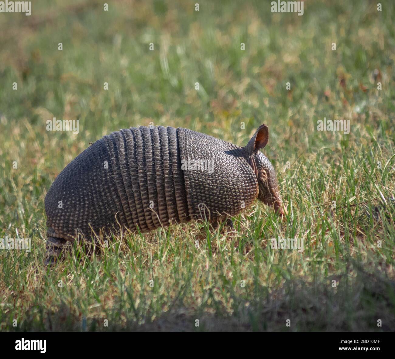 Animal in the wild Stock Photo - Alamy