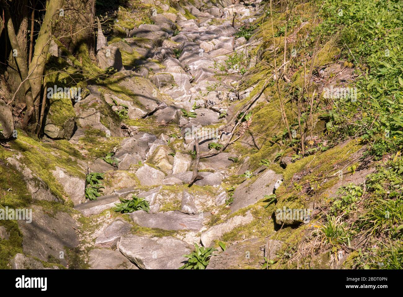 Desert creek moss hi-res stock photography and images - Alamy