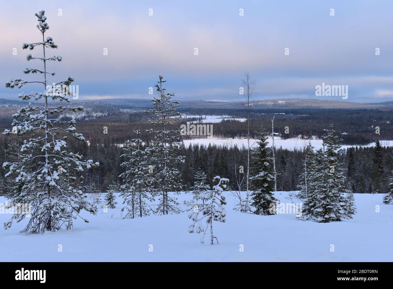 Fairy tale arctic fir trees covered with hoarfrost. Finnish Lapland ...