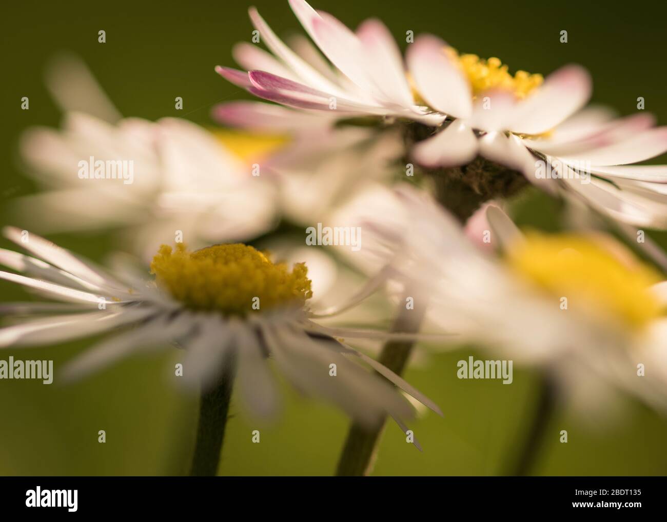 Close up of daisies hi-res stock photography and images - Alamy