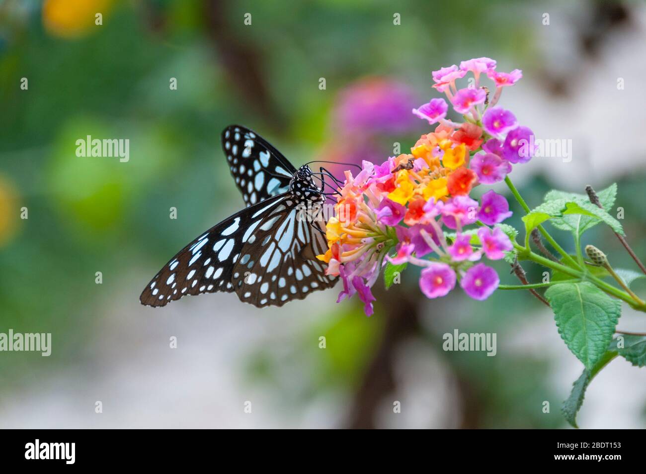 Common Jay butterfly (Graphium doson) drinking nectar from a Lantana ...