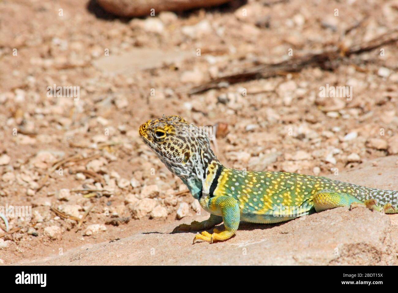 Desert collared lizard hi-res stock photography and images - Alamy