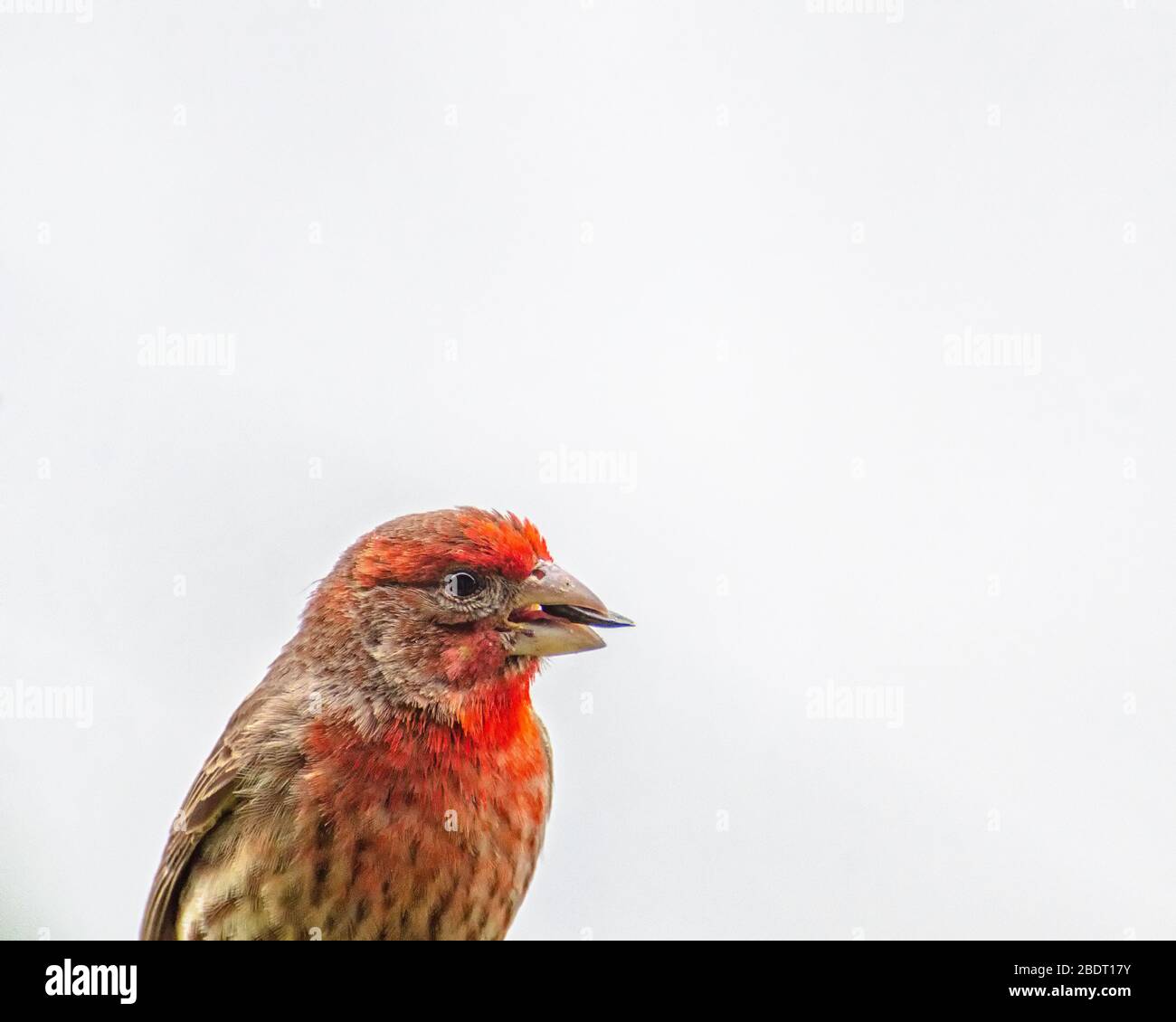 Male House Finch (Haemorhous mexicanus), Los Angeles, CA Stock Photo ...