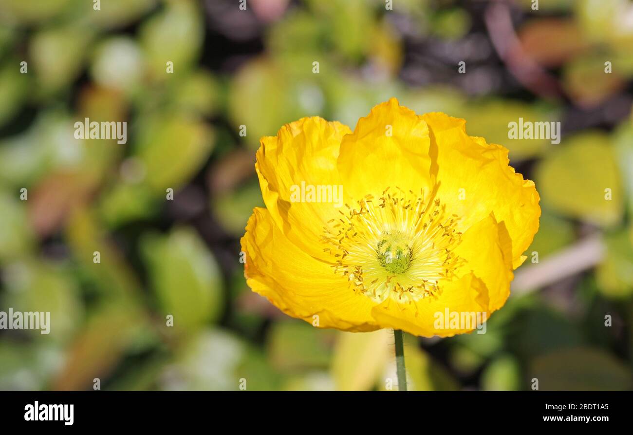 Yellow poppy flower hi-res stock photography and images - Alamy