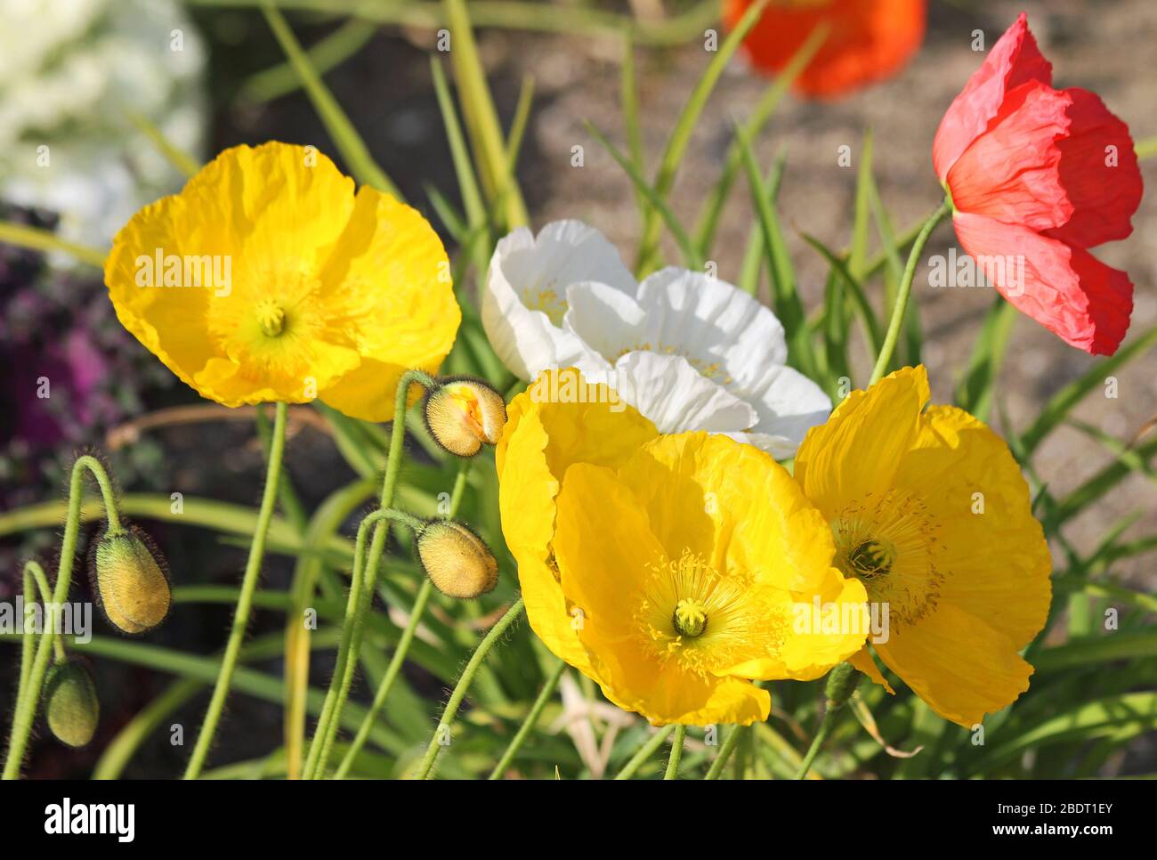 Colorful Poppy flowers Stock Photo - Alamy