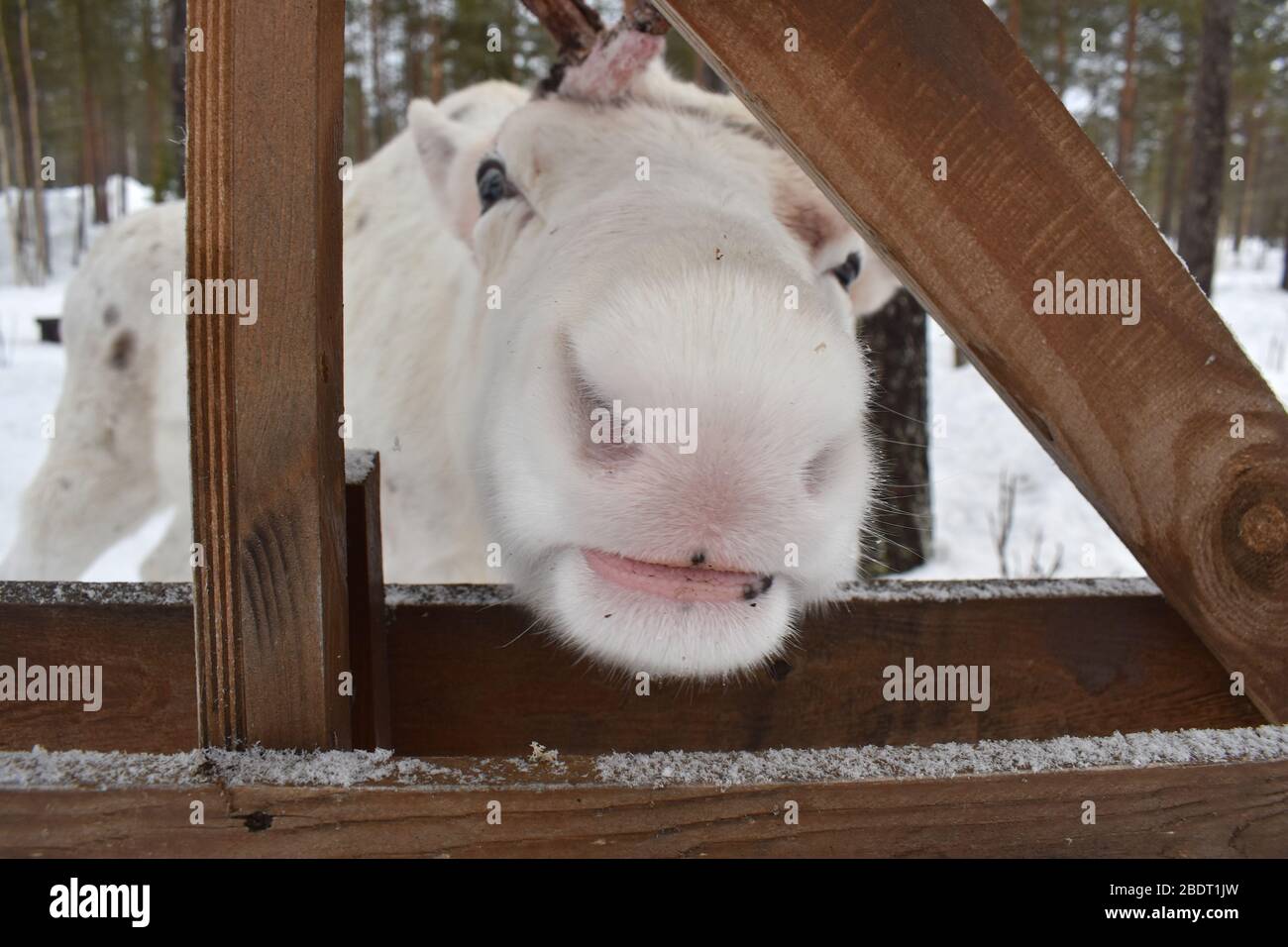Arctic Reindeer Eyes
