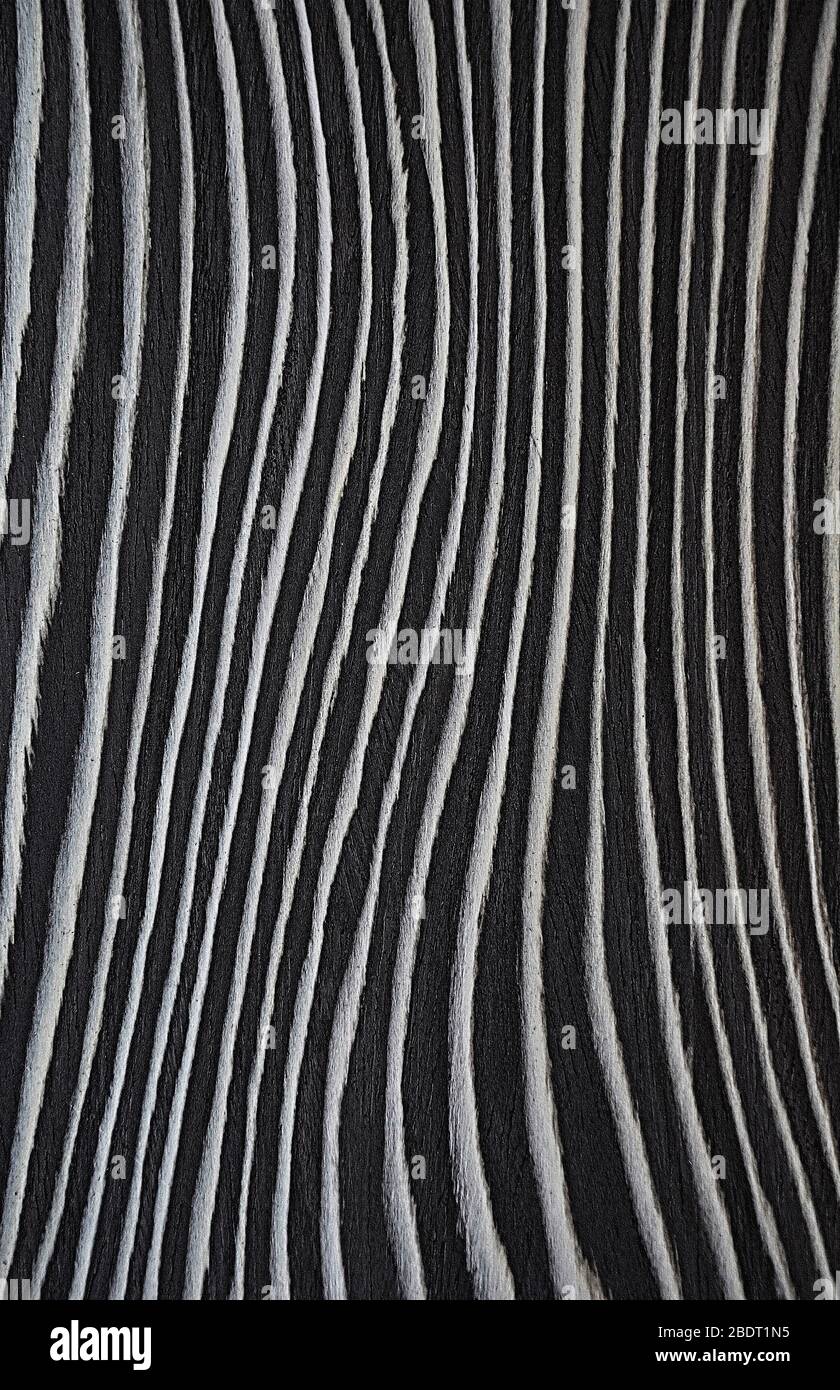 Textured wood. Veneer Zebrano. Black and white wavy background Stock ...