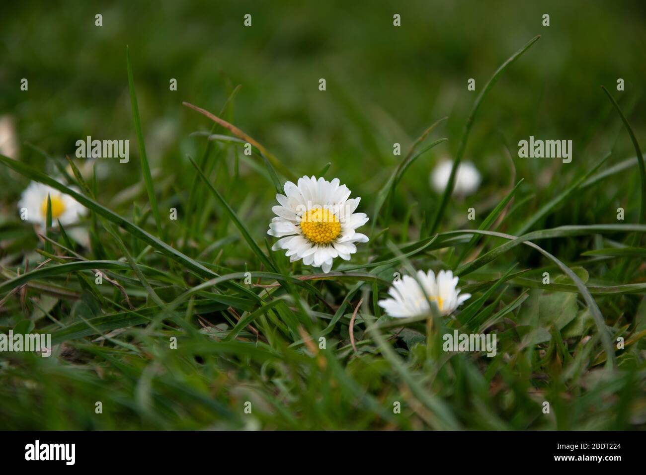 Tiny daisy hi-res stock photography and images - Alamy